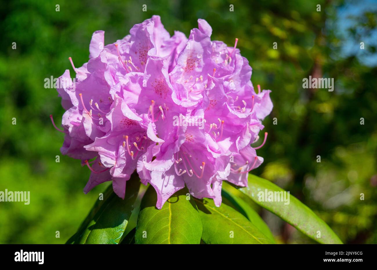 Pink Azalea Rhododendron flowers are blooming in spring Stock Photo - Alamy