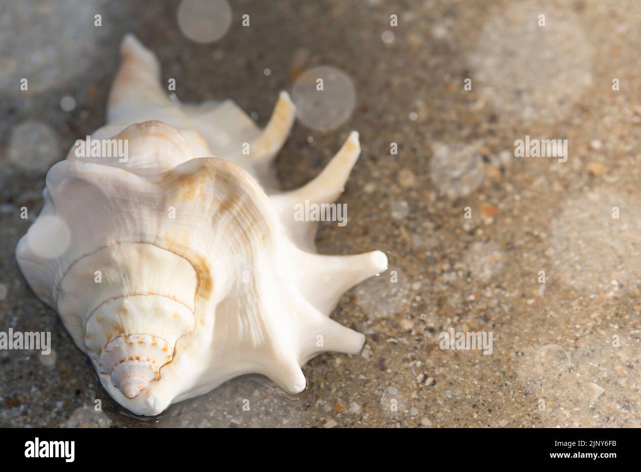 Big sea shell on sand in water, copy space Stock Photo - Alamy