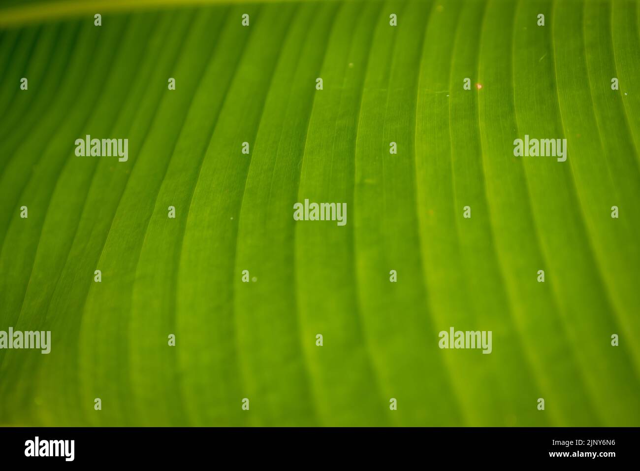 Pattern of curved lines formed by nature. Abstract pattern of a leaf ...