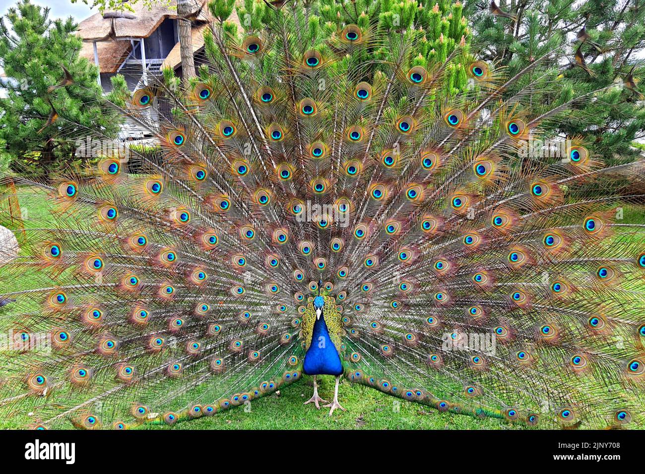 A bright blue beautiful peacock with long tail and feathers dances ...