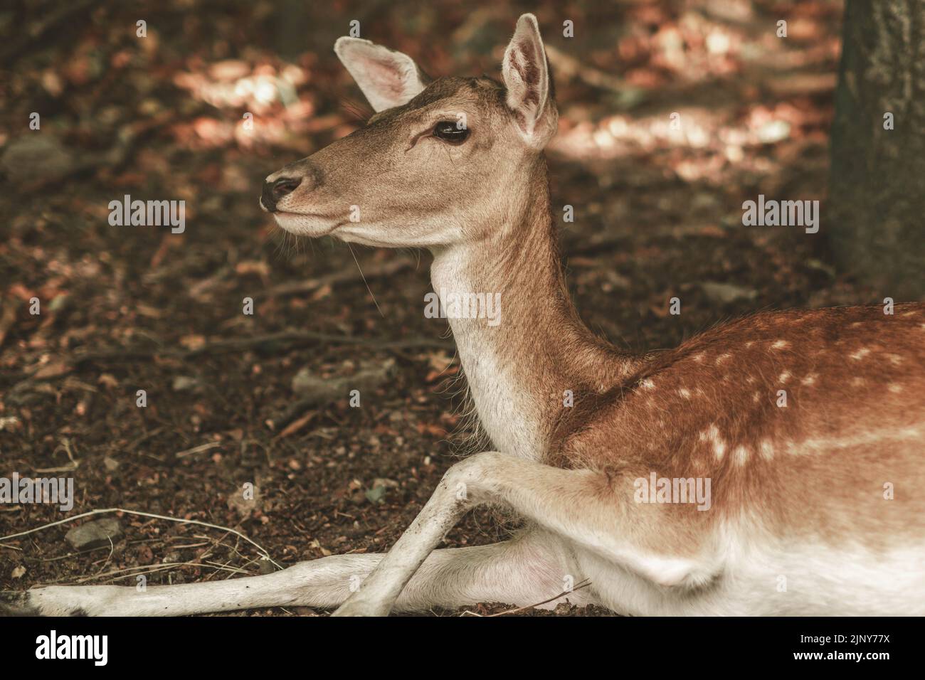 Doe and fawn fallow deer, dama dama, in autumn colors Stock Photo - Alamy