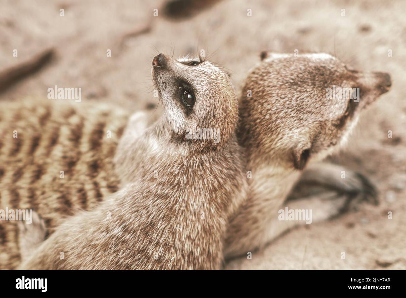 Meerkats suricata suricatta close hi-res stock photography and images ...
