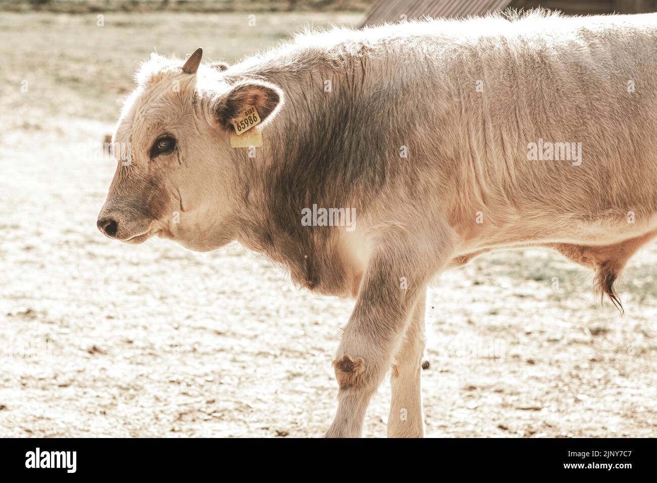 Portrait of a Guzerat bull (Bos taurus indicus) in the Slovakia ZOO ...