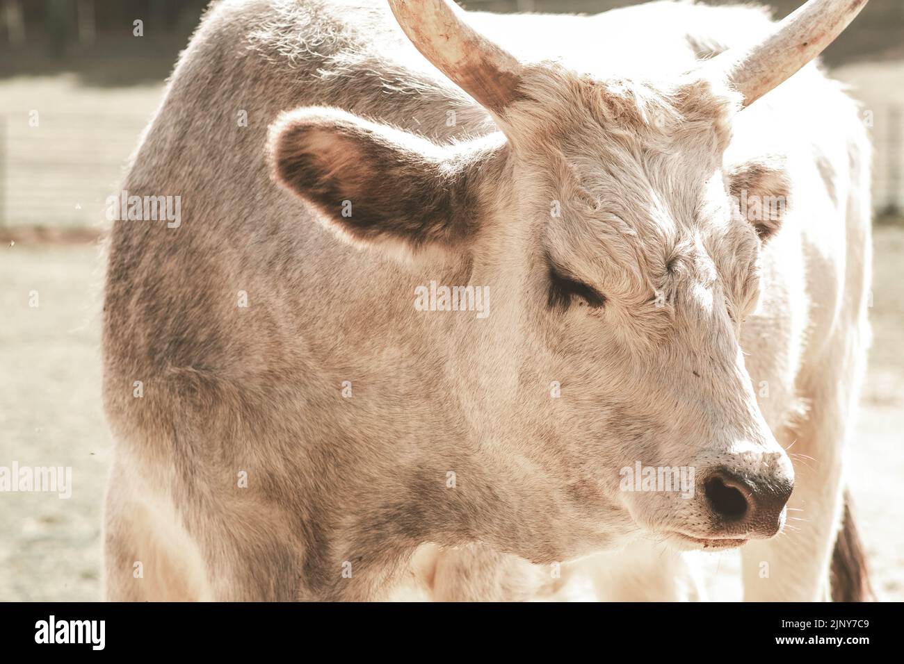 Portrait of a Guzerat bull (Bos taurus indicus) in the Slovakia ZOO ...