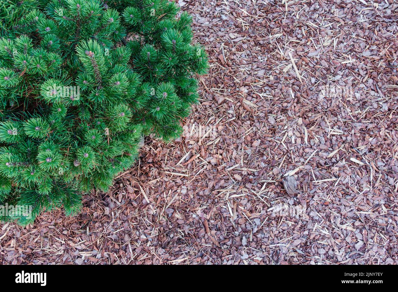 Small pine tree in the garden mulched with natural brown bark mulch ...