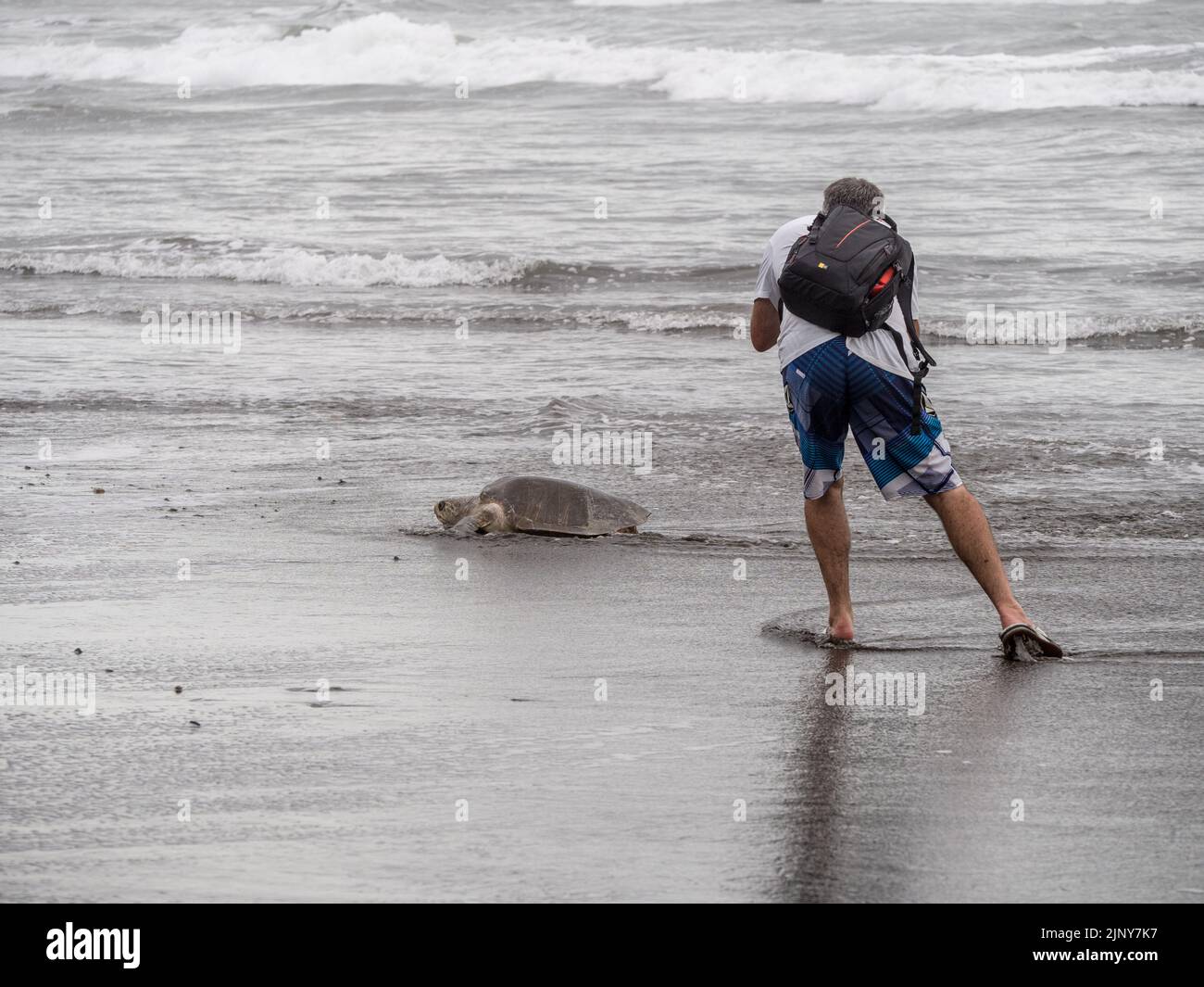 Man photographing an Olive Ridley sea turtle (Lepidochelys olivacea ...