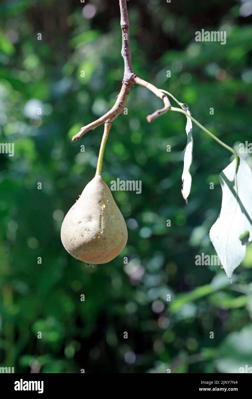 Damaged fruit bush hi-res stock photography and images - Alamy