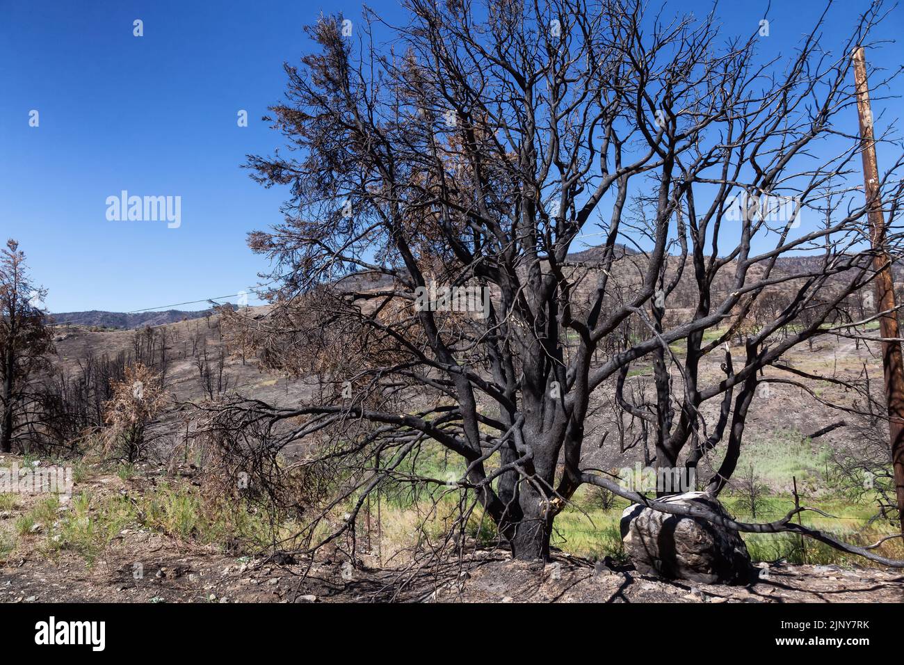 Burnt Trees on the side of a Mountain along the Road. Summer Season ...