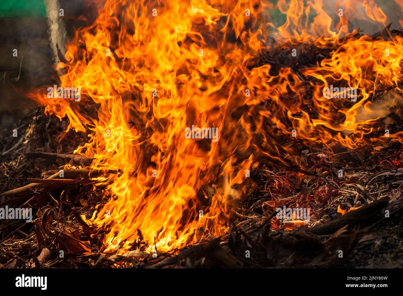 Spreading through the woods hi-res stock photography and images - Alamy