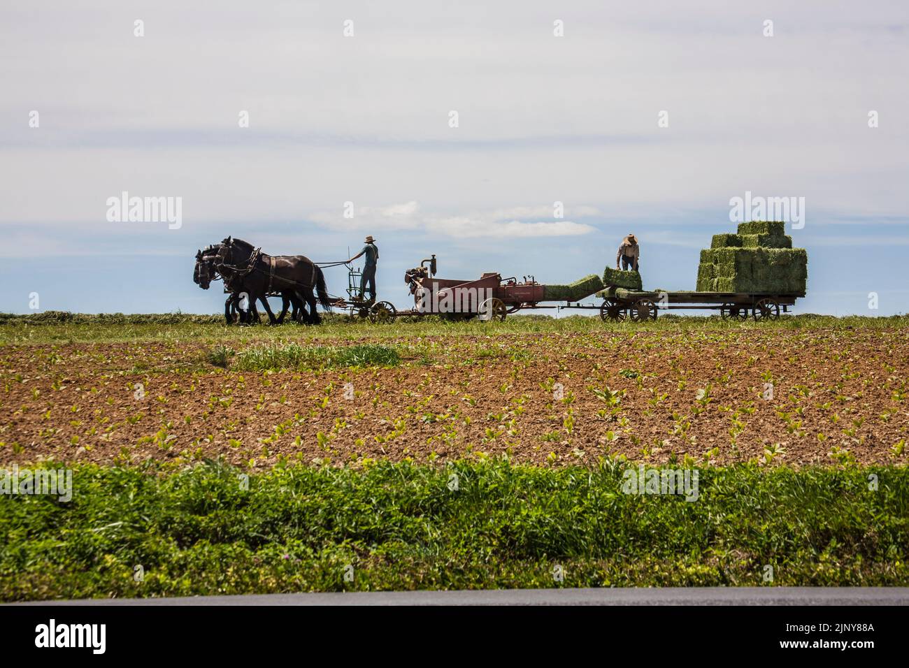 Amish farmers baling hay in a farm field, Lancaster County ...