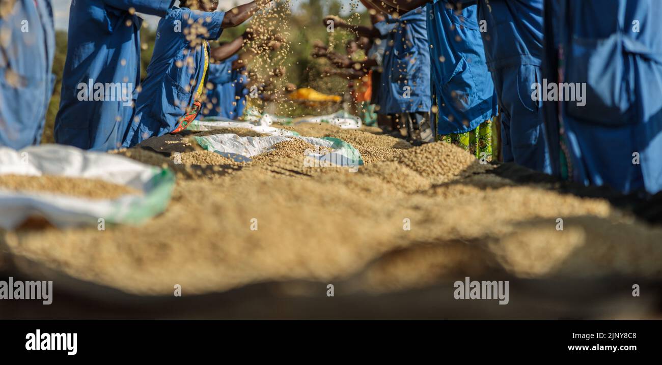 Workers sorting and processing in coffee factory Stock Photo - Alamy