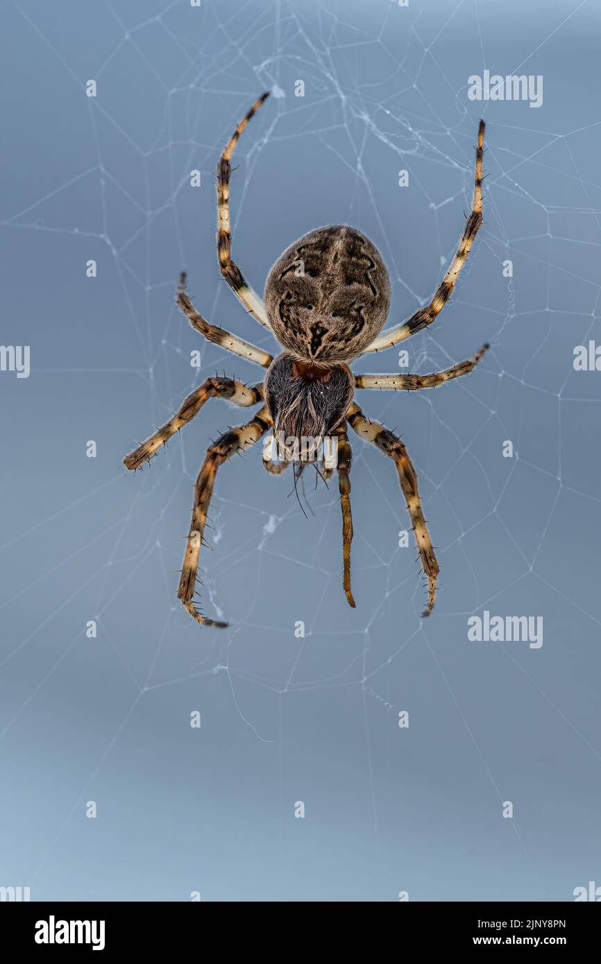 Cat-faced Spider (Araneus gemmoides) Waiting for Prey Stock Photo - Alamy