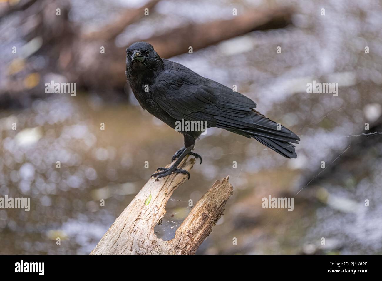 Blackbird flying isolated hi-res stock photography and images - Alamy