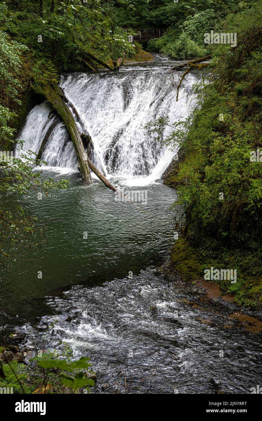 Lower North Falls in Silver Falls State Park, Oregon Stock Photo - Alamy