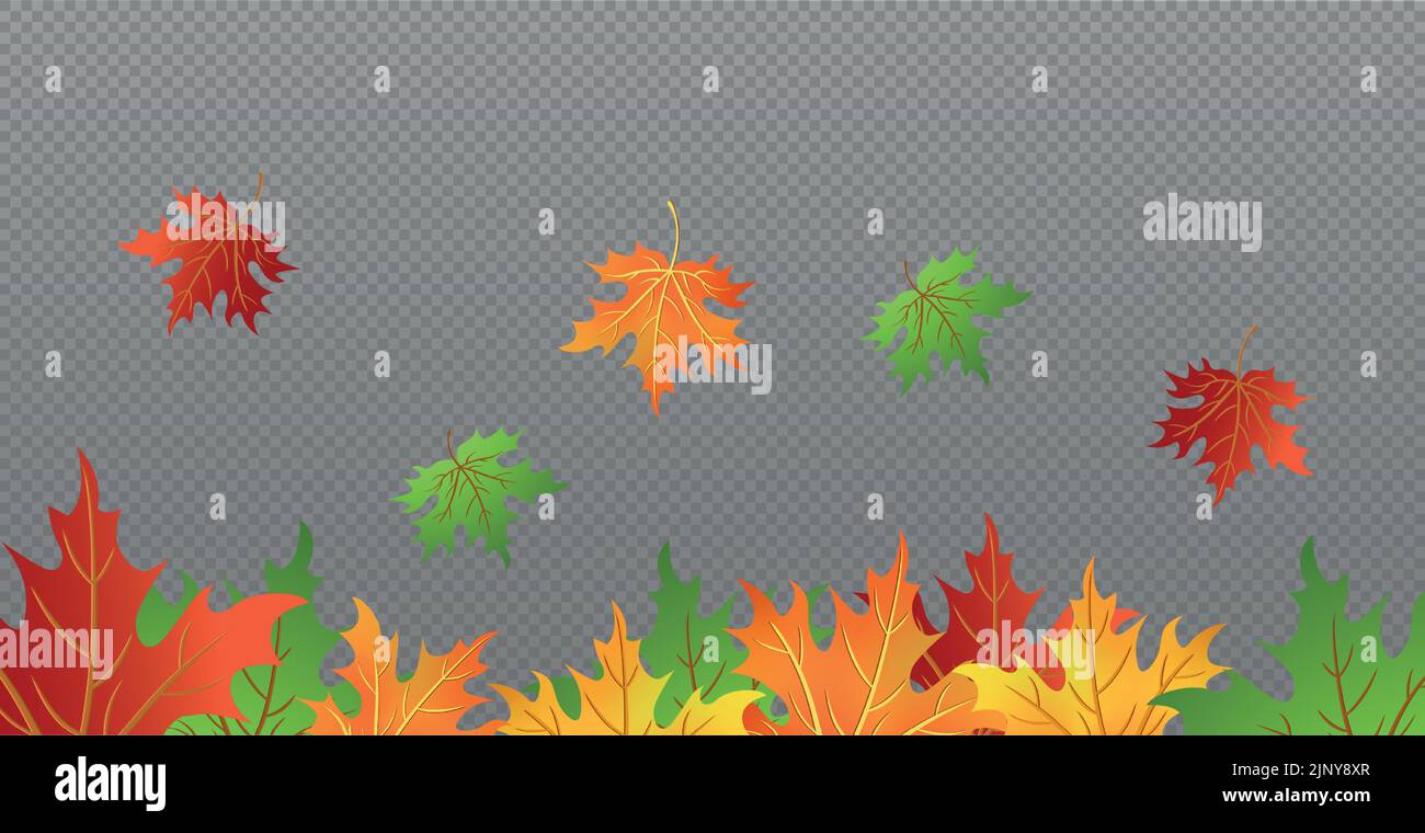 Autumn red and yellow maple leaves, web template transparent background ...