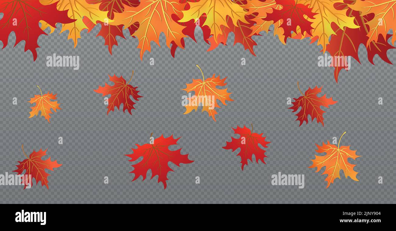 Autumn red and yellow maple leaves, web template transparent background ...