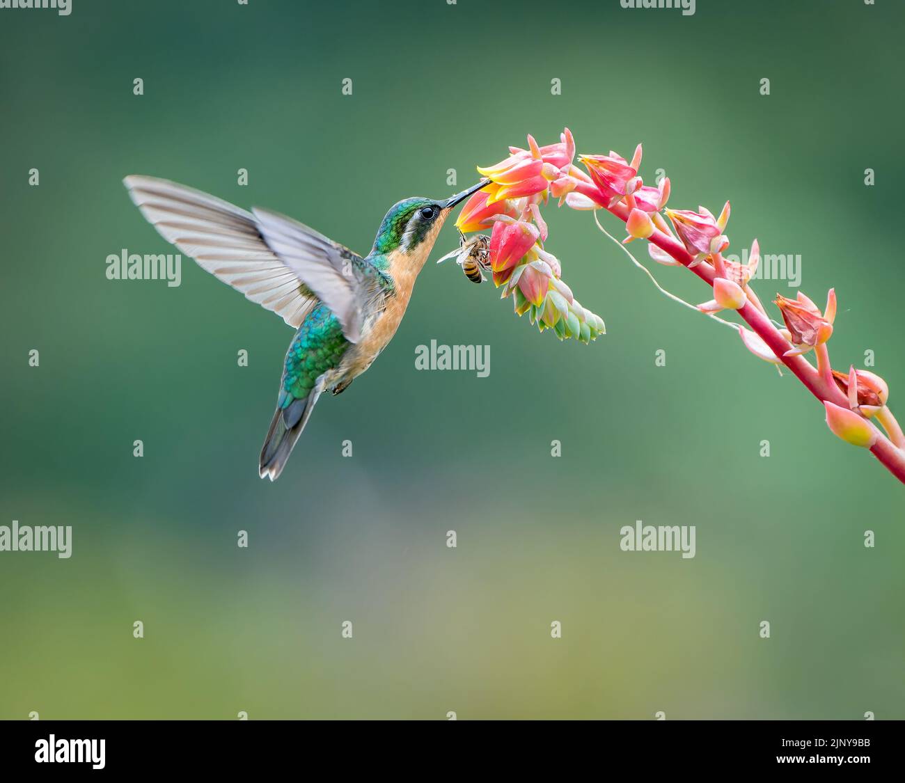 Green gem fly hi-res stock photography and images - Alamy