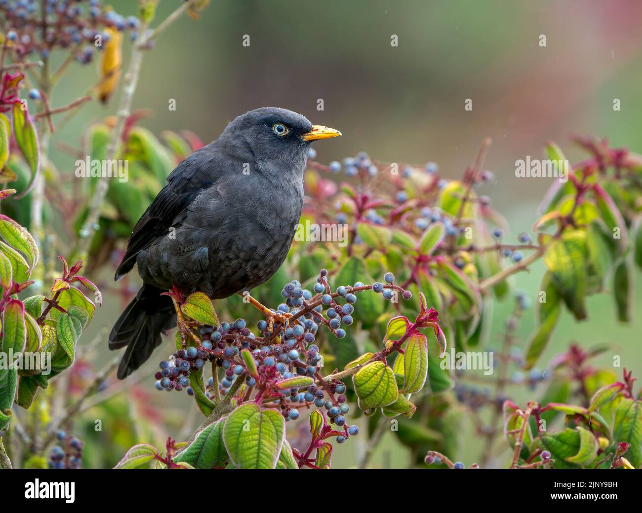 Sooty thrush, Turdus nigrescens, beautiful endemic bird from Costa Rica ...