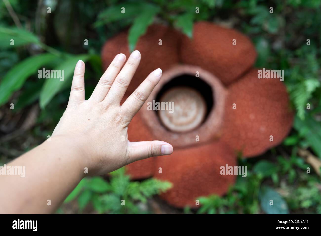 Rafflesia Keithii flower and hand - The rafflesia is the world's ...