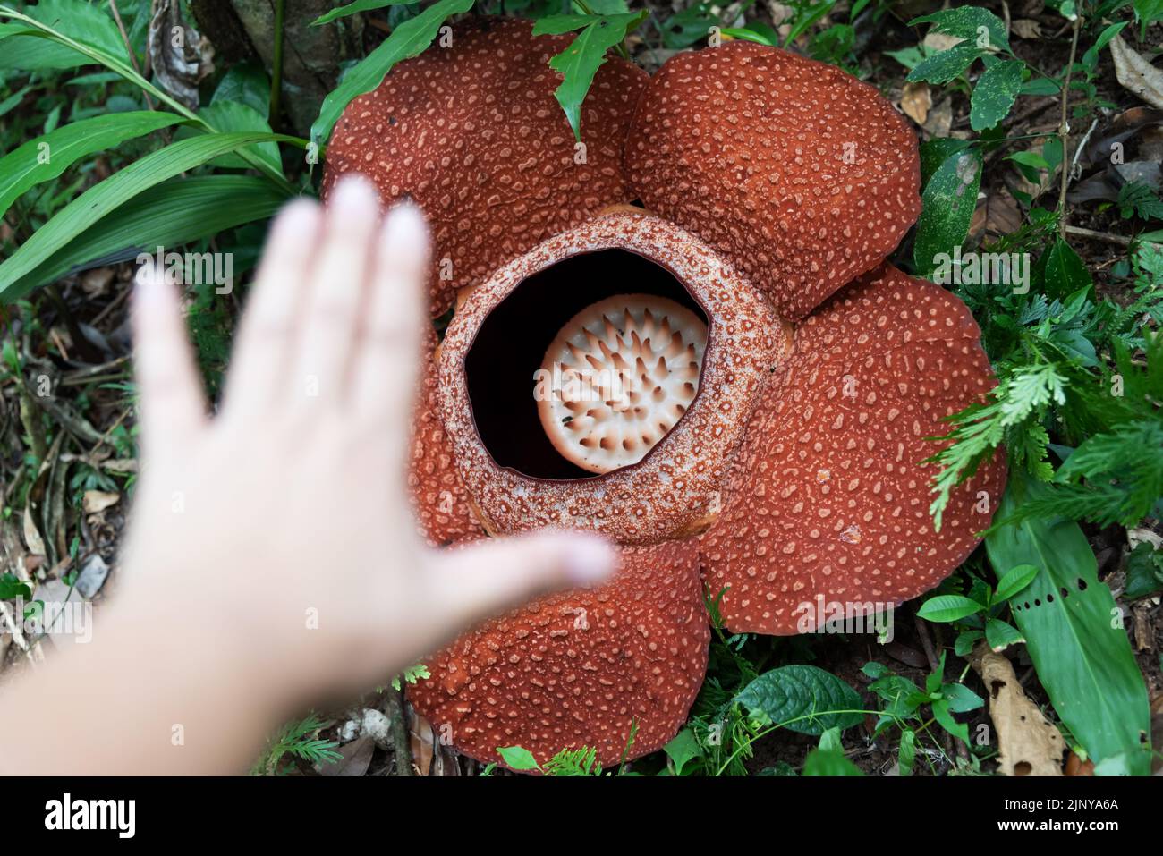 Rafflesia Keithii flower and hand - The rafflesia is the world's ...