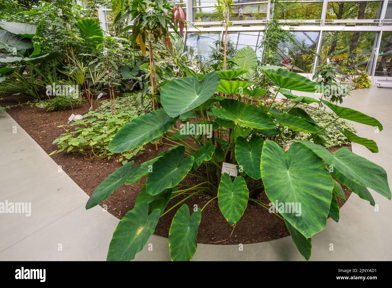 Taro, coco yam, or Eddoe (Colocasia esculenta), leaves in Tropical ...