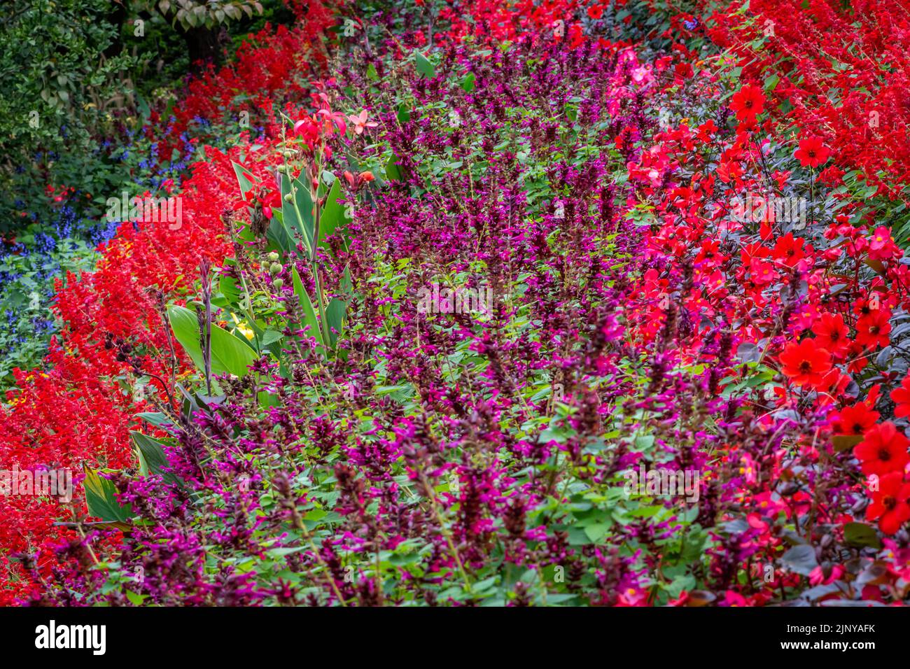 Flowering meadow gardens. Multicolor flowers in autumn. Multi-colored ...