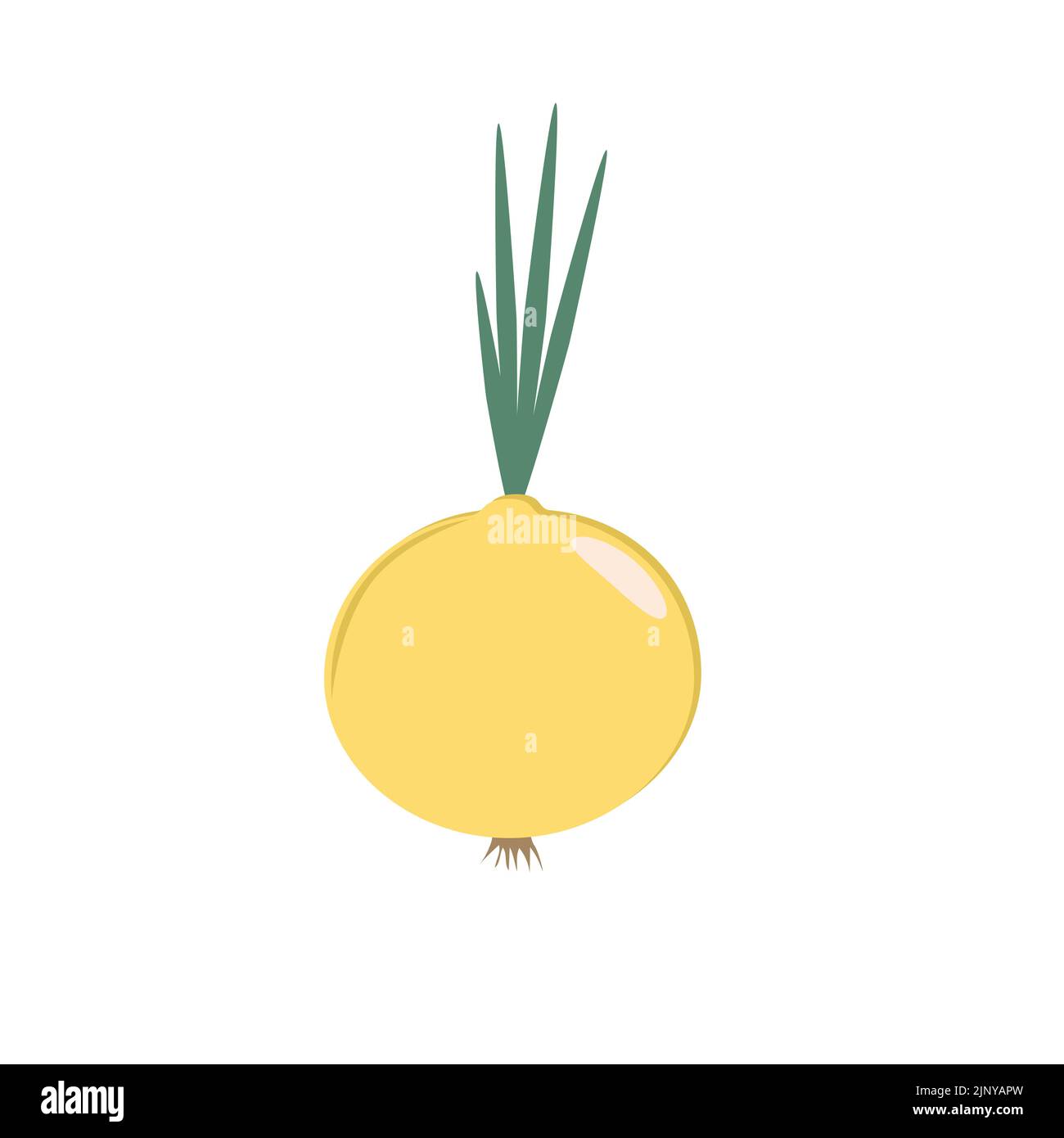 Onion on a white background. Illustration Stock Vector Image & Art - Alamy