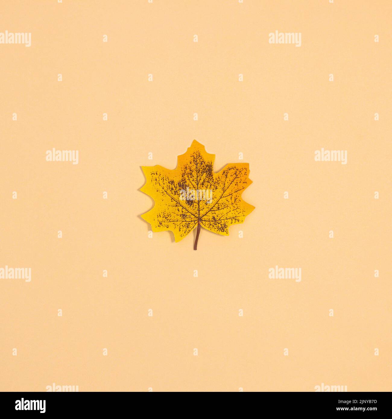Flat lay maple hi-res stock photography and images - Alamy
