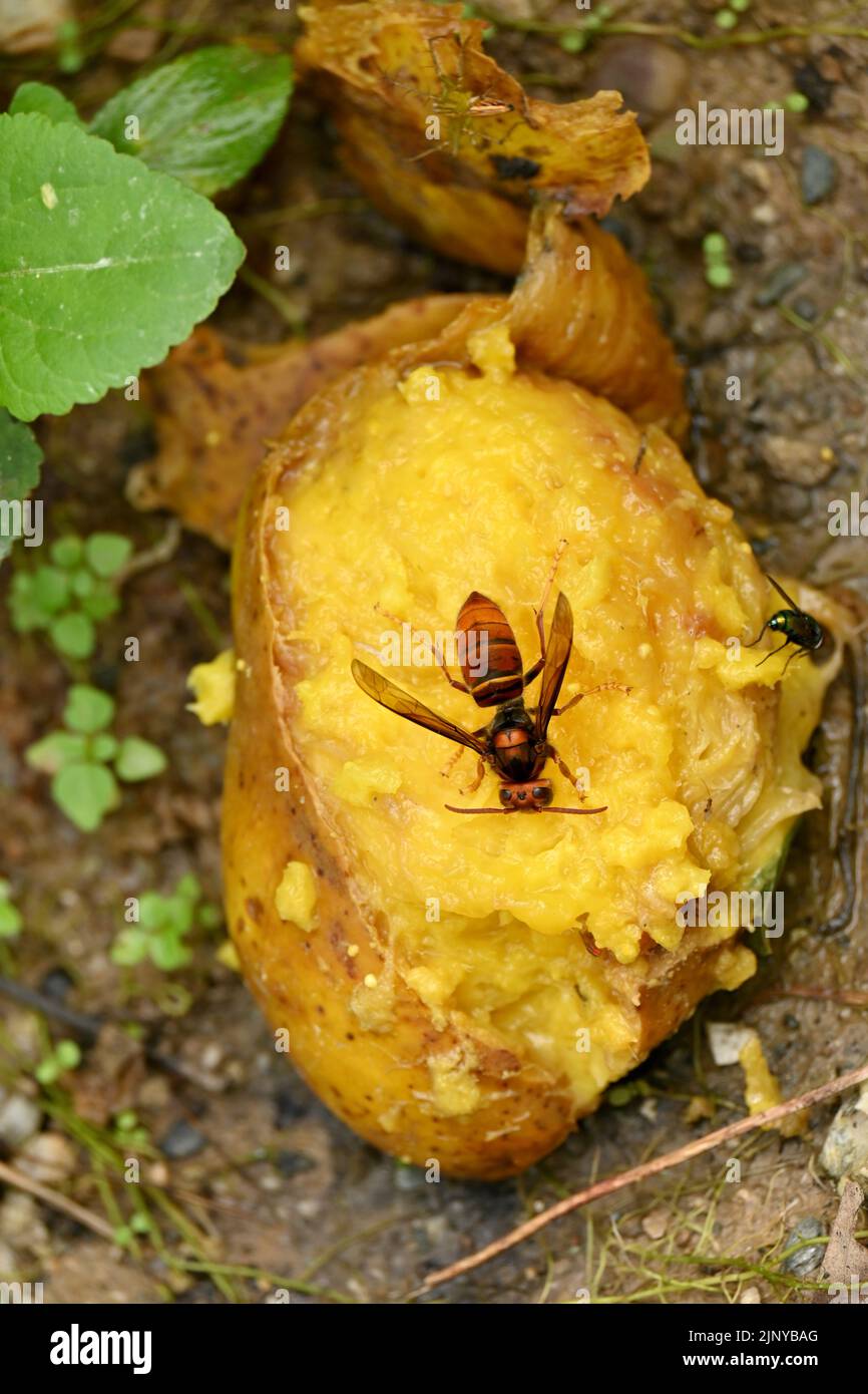 closeup the orange black giant insect hold ad eating the mango in the ...