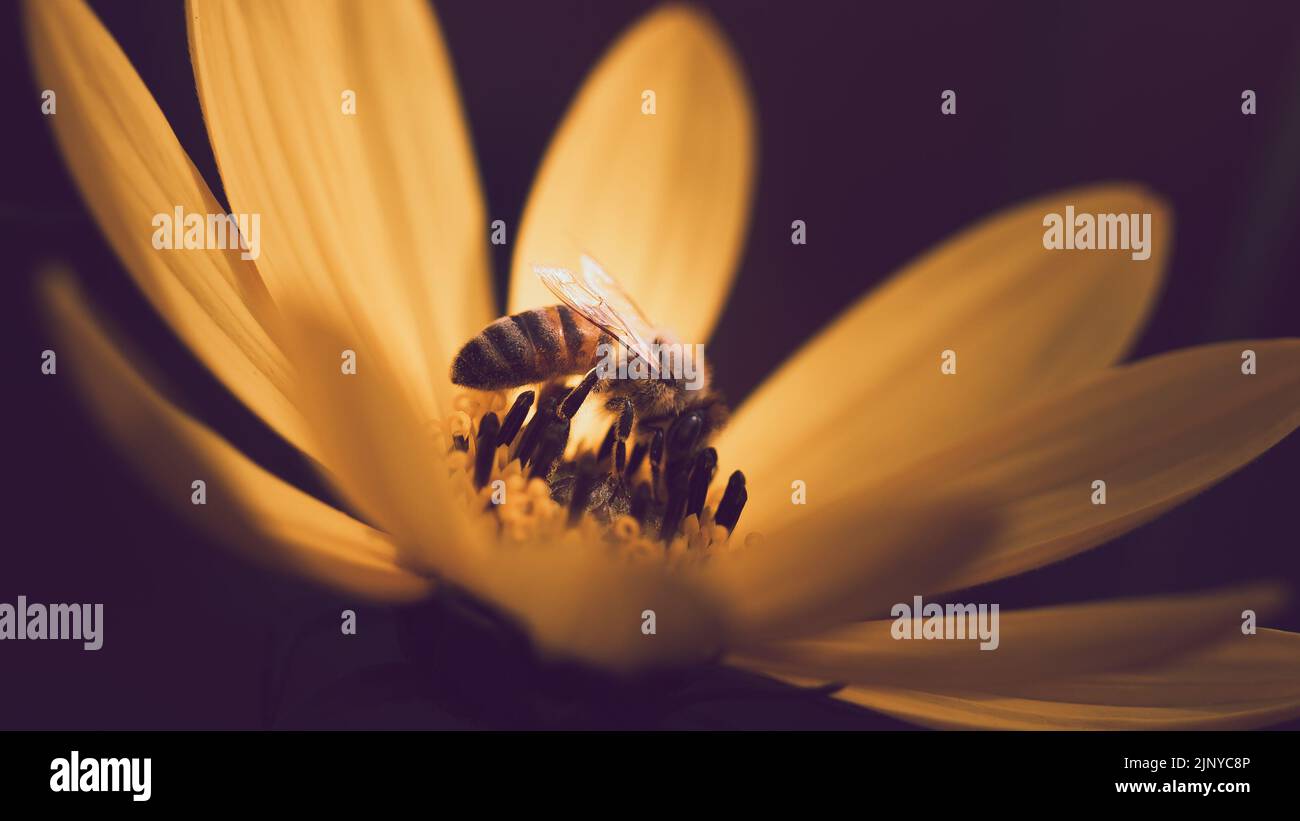 This bee was bouncing from flower to flower slowly collecting pollen. I ...