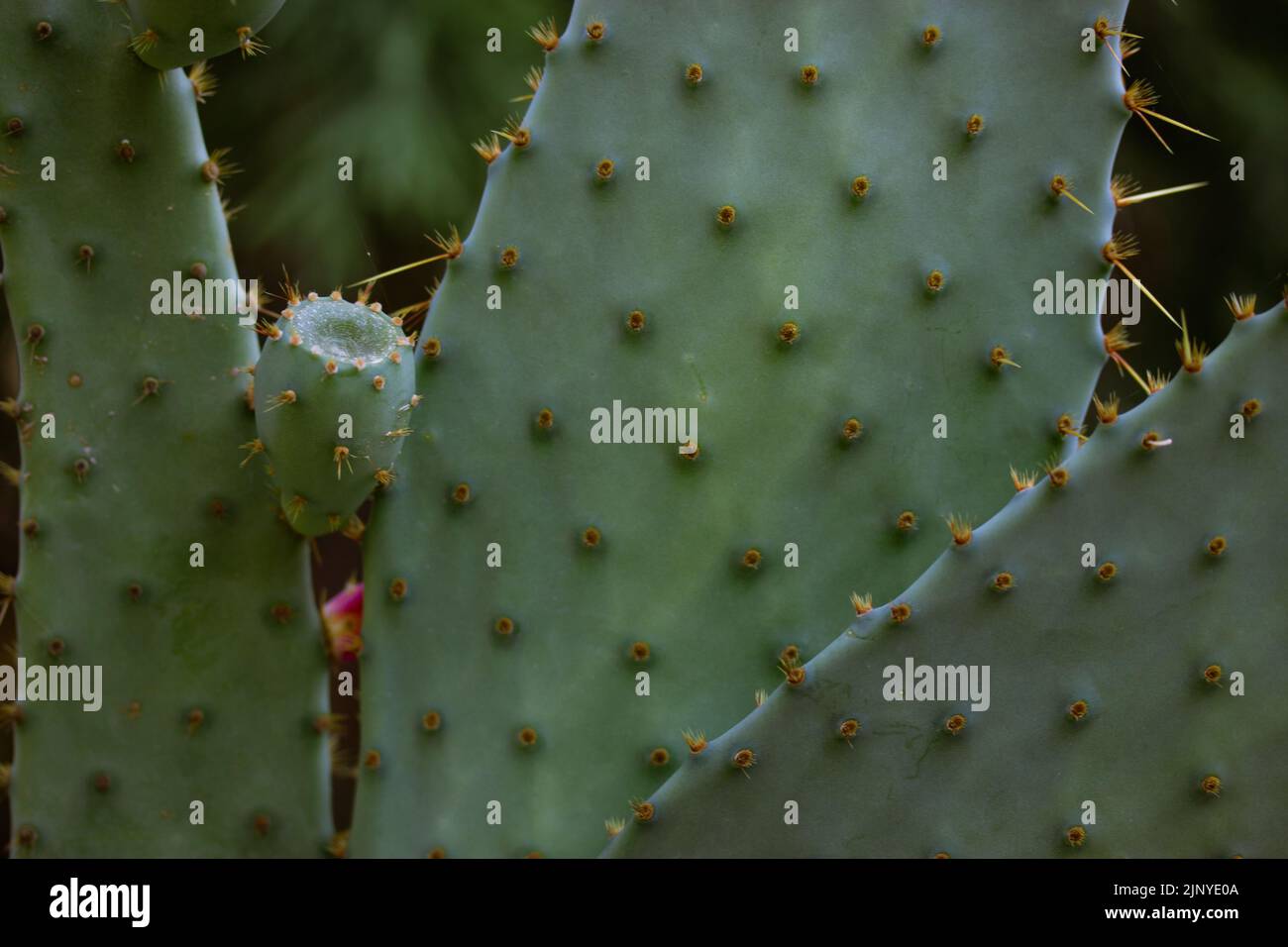 Nopal cactus mexican landscape hi-res stock photography and images - Alamy