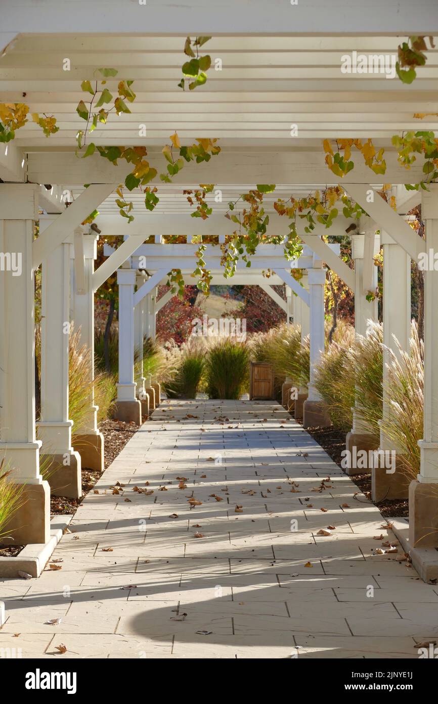 vine covered arbor in afternoon sunlight Stock Photo - Alamy