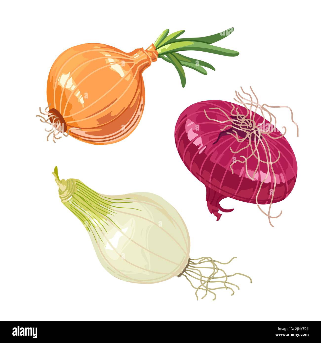Different variants of onions in a realistic style on a white background ...