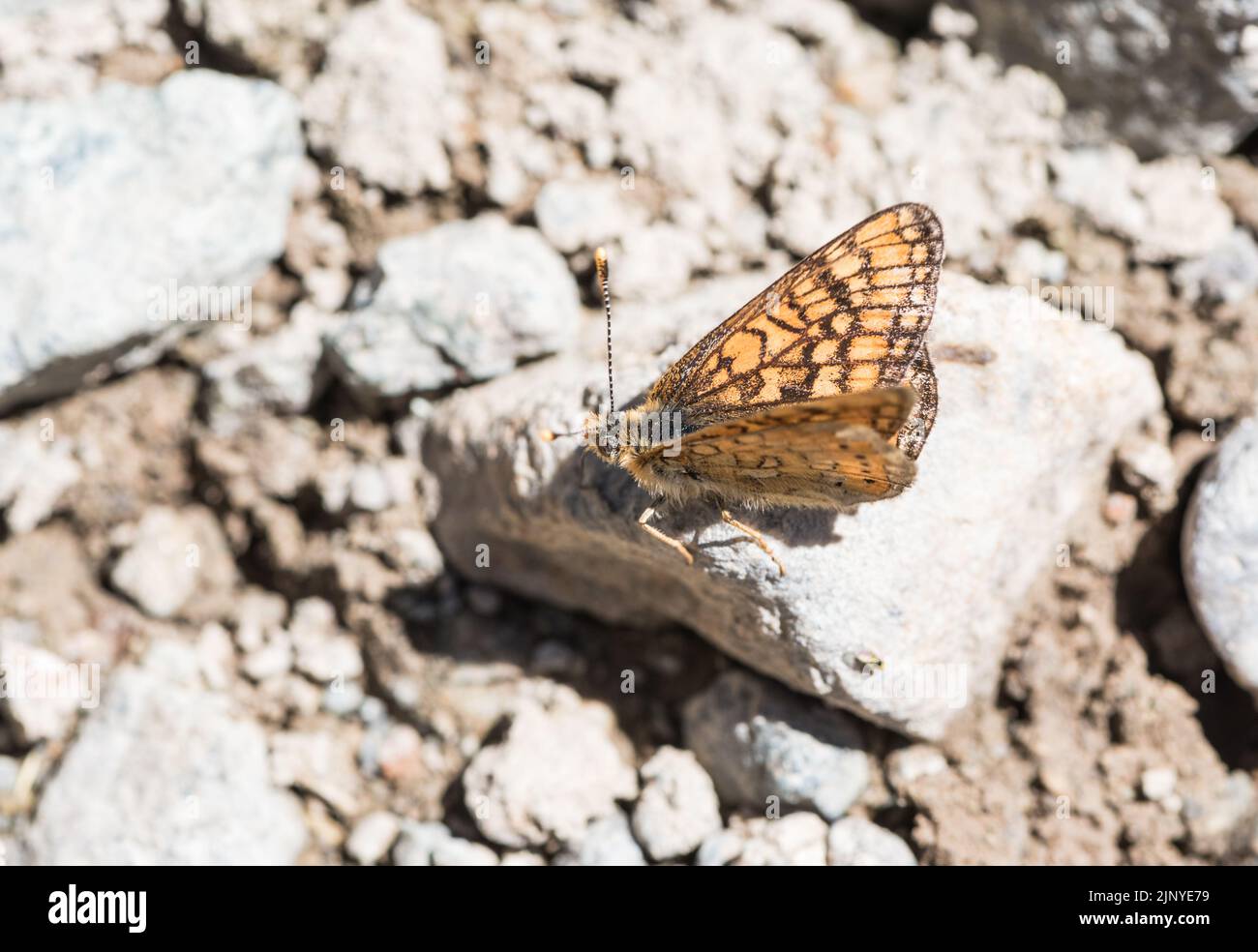 Mud-puddling Marsh Fritillary (Euphydryas aurinia Stock Photo - Alamy
