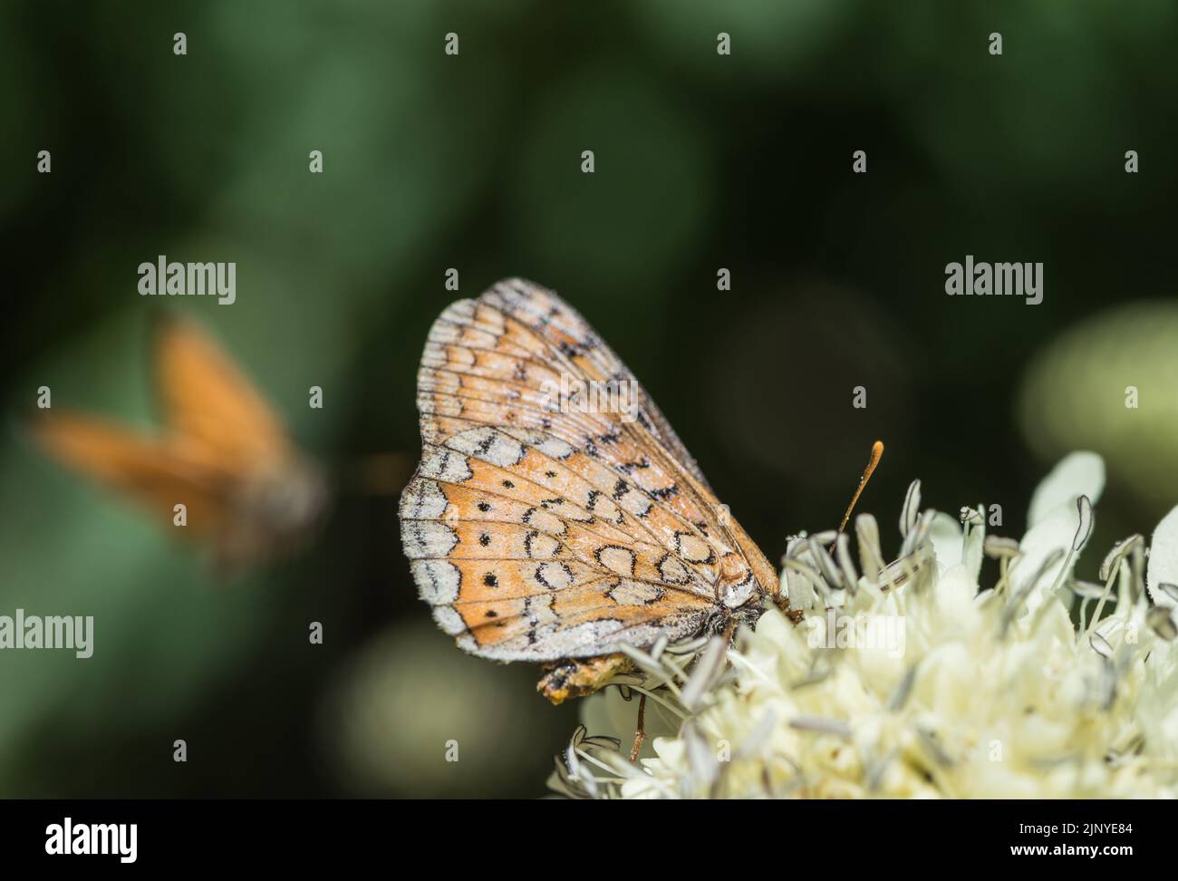 Feeding Marsh Fritillary (Euphydryas aurinia Stock Photo - Alamy