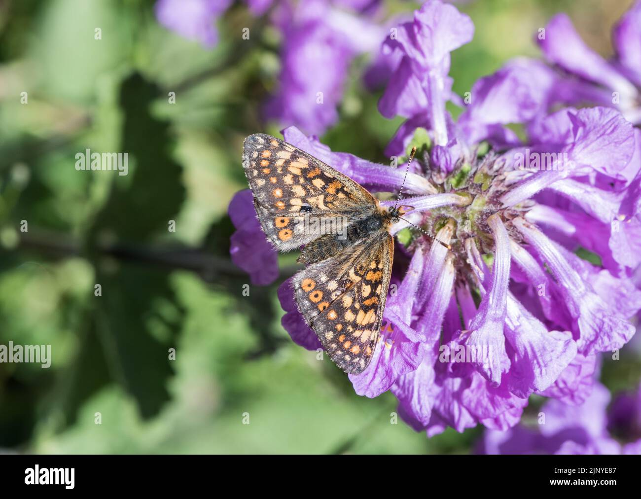 Feeding Marsh Fritillary (Euphydryas aurinia Stock Photo - Alamy