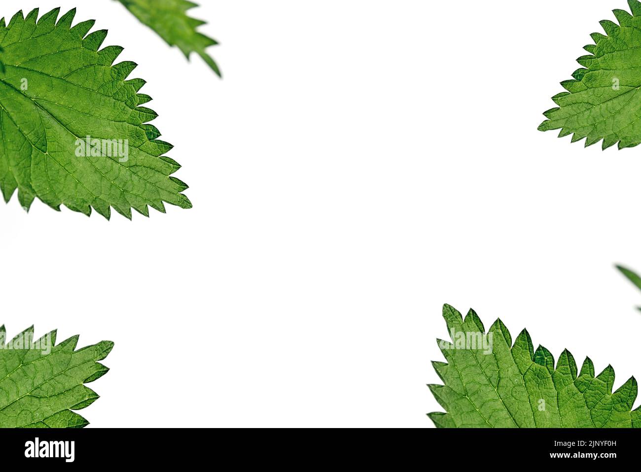 Close-up of nettle leaves from all sides on white background. Medicinal ...