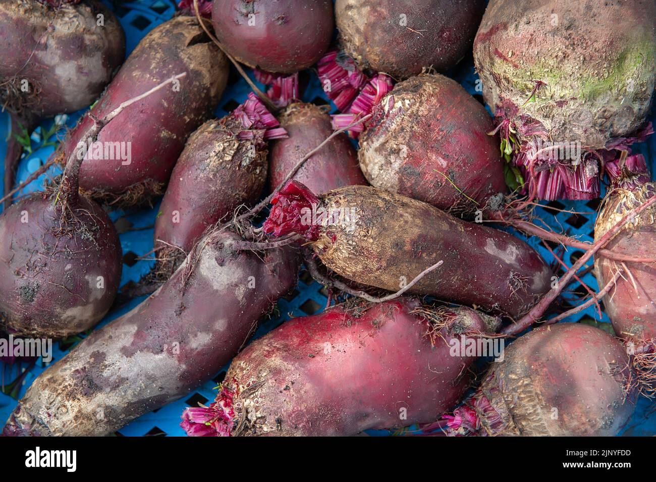 Photo of beet root crops top view. Grocery background. beet crop is ...
