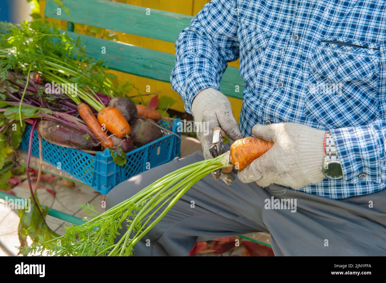 farmer is pruning carrot roots. Harvesting and processing of crops in ...