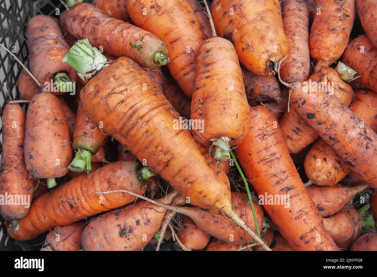 Photo of carrot root crops top view. Grocery background. carrot crop is ...