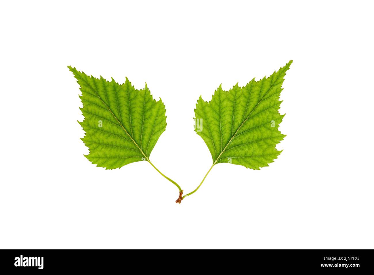 Green birch leaves isolated on white background Stock Photo - Alamy