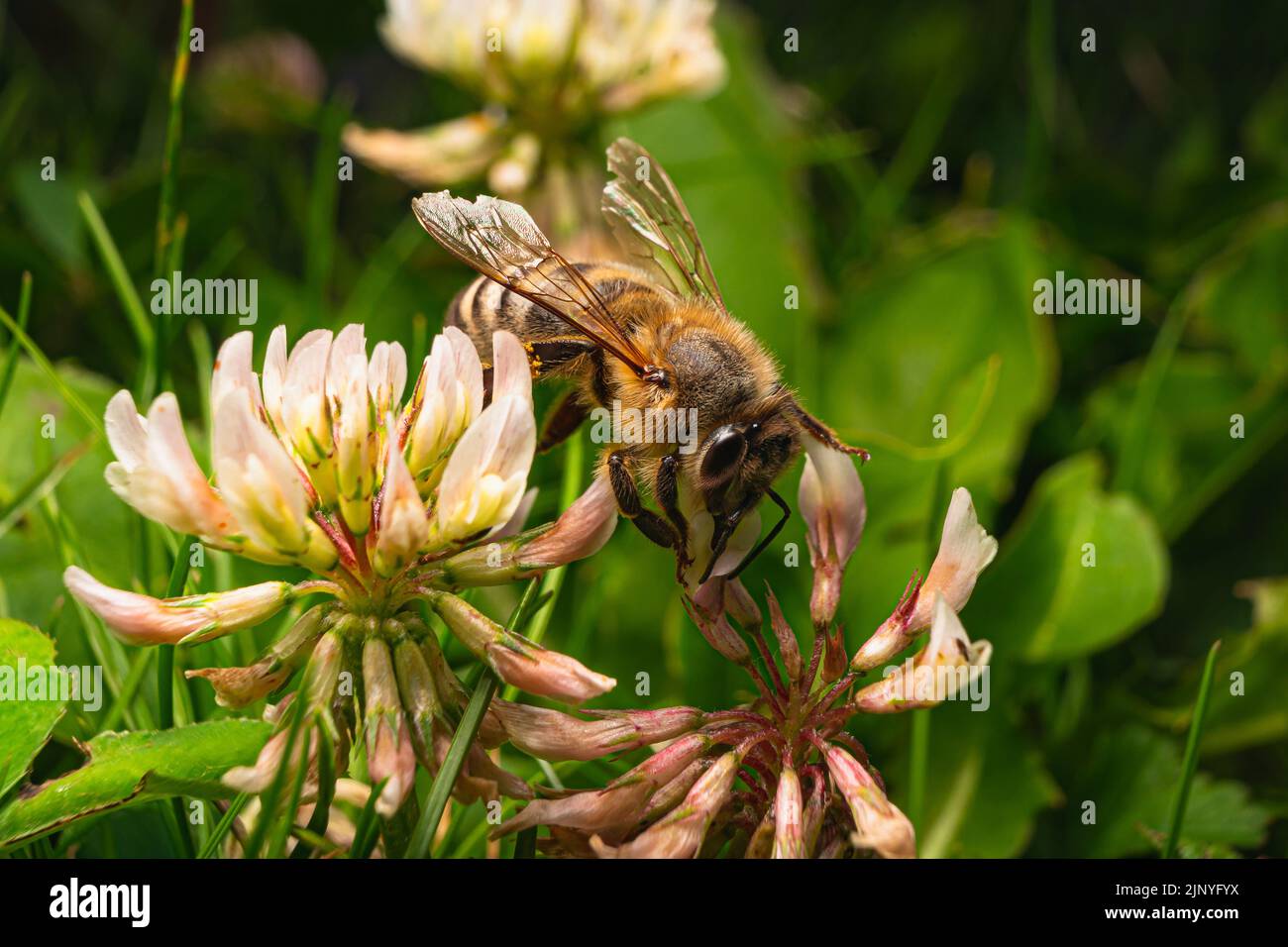 Macro photography of honey bees on white flowers Stock Photo - Alamy