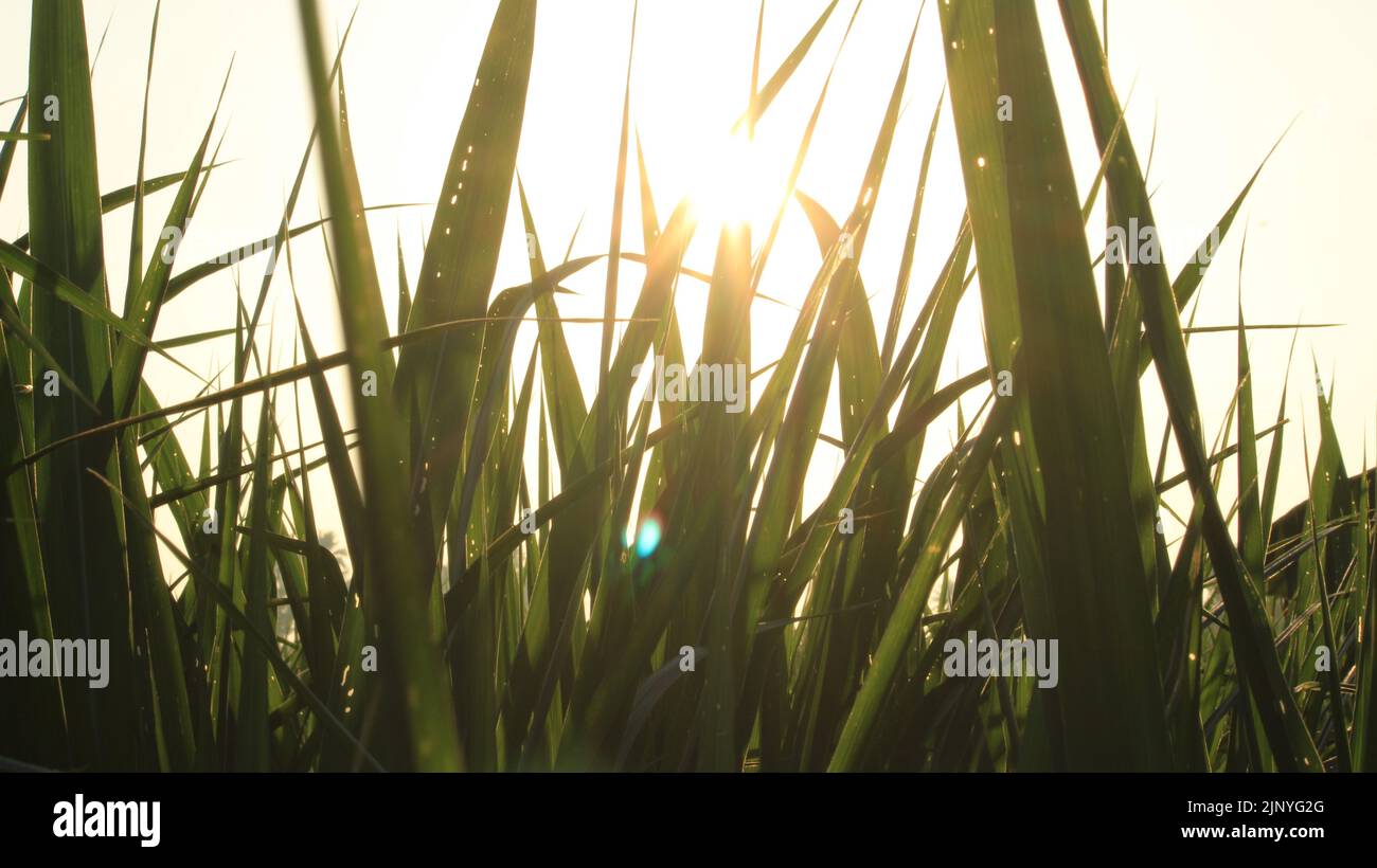 Dew on the grass in the sunny morning with beautiful soft bokeh effect ...