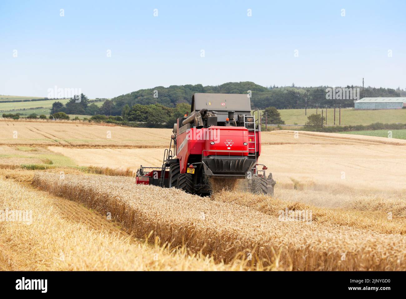Farmer using a Massey Ferguson Activa 7345S combine harvester, with a ...