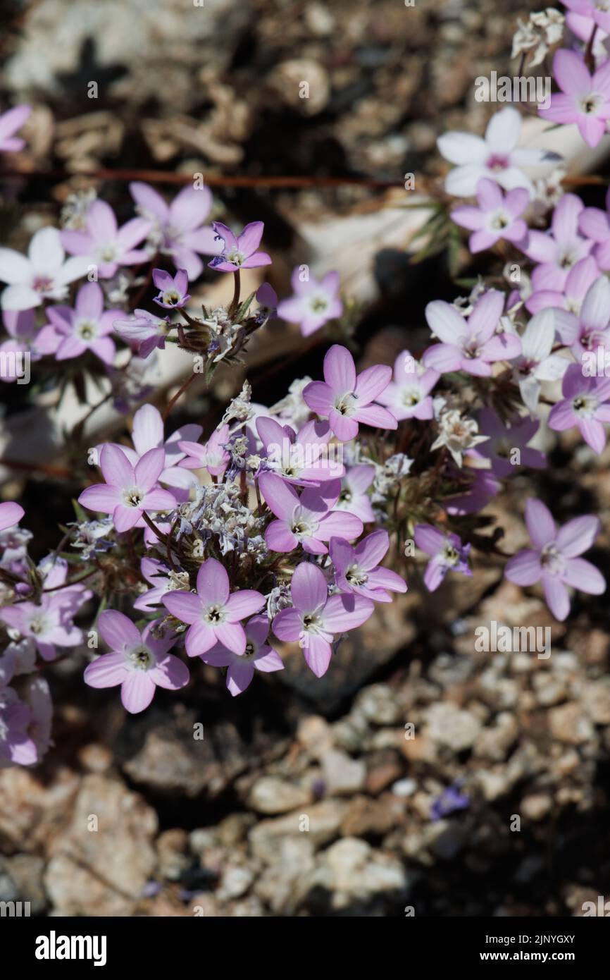 Pink flowering cymose cluster inflorescences of Leptosiphon Breviculus ...