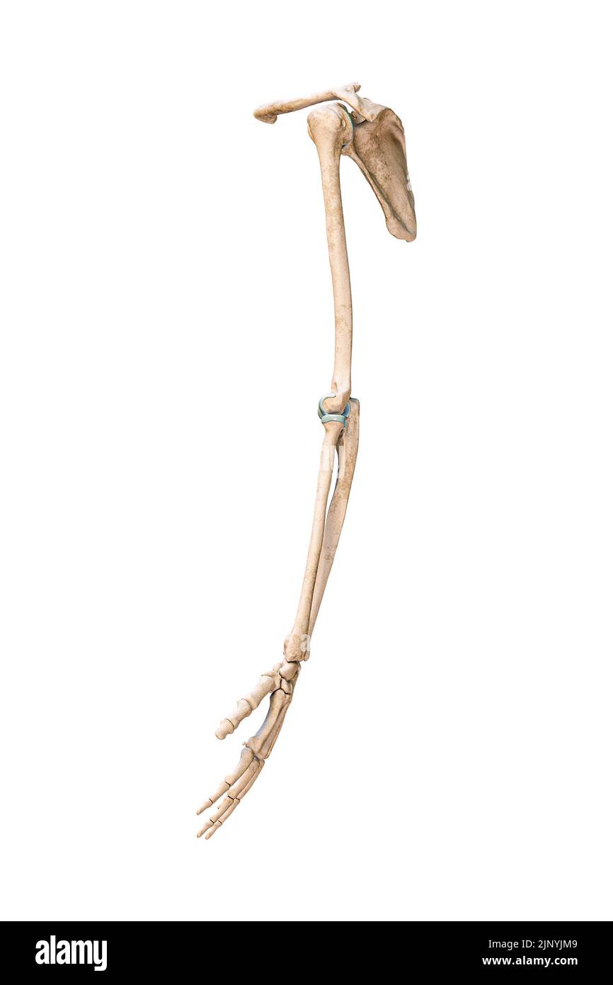 Accurate lateral or profile view of the arm or upper limb bones of the ...