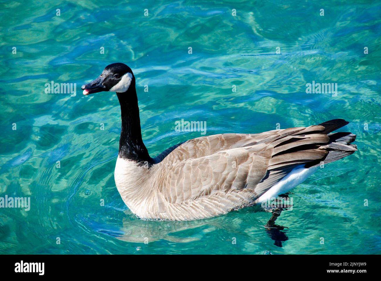 Canadian Goose floating on the water in Lake Tahoe, California Stock ...
