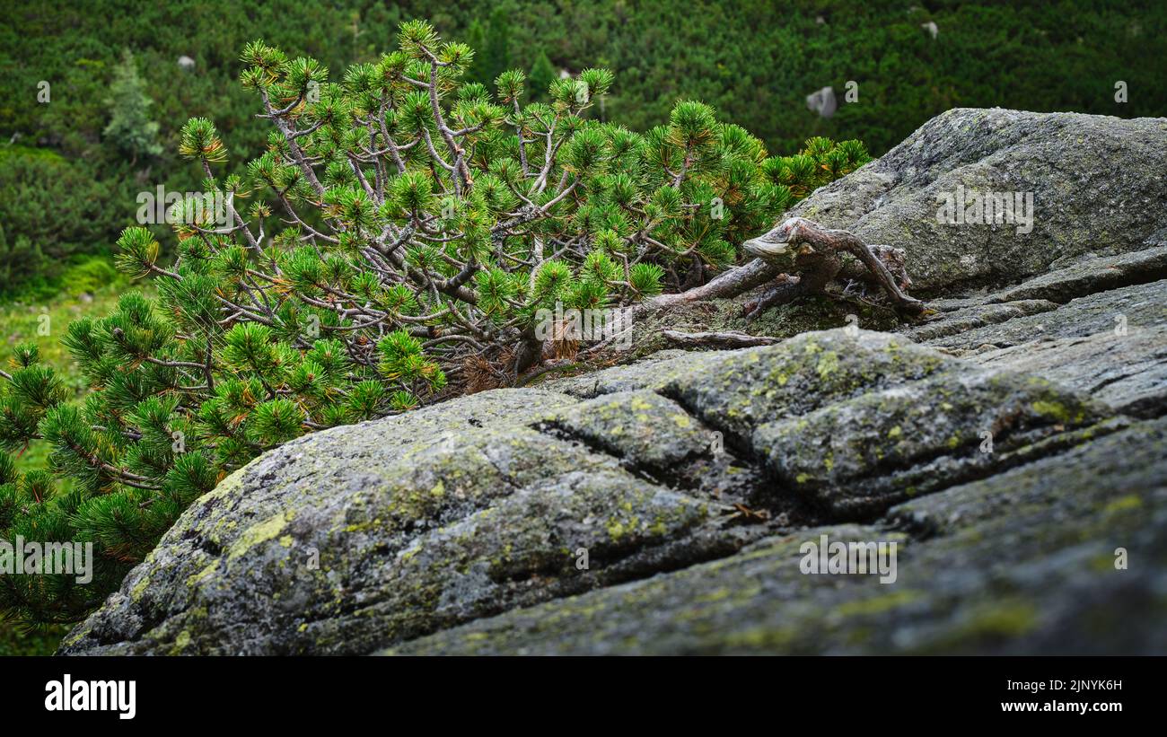Detail of a pine tree growing out of a rock, background Stock Photo - Alamy