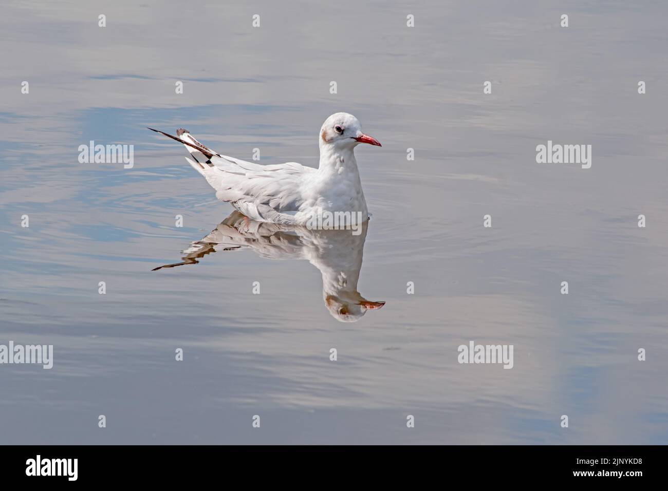Mirror reflection of a white gull floating serenely on a milky blue ...