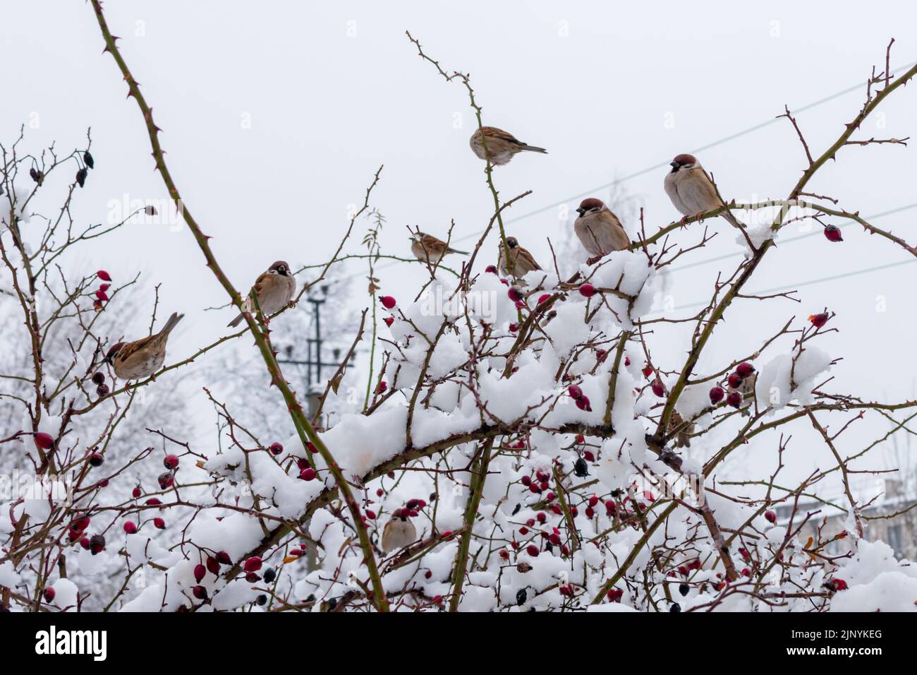 Many sparrows are sitting on the branches of wild rose with red berries ...